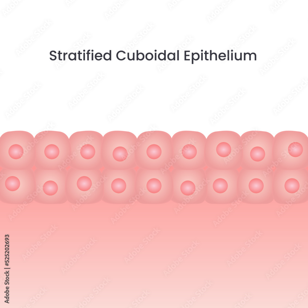 Stratified cuboidal epithelium cell vector background illustration ...
