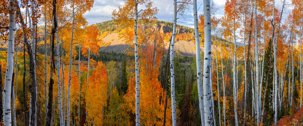 Tall Aspen trees at Uinta Wasatch Cache national forest in Utah. Stock ...