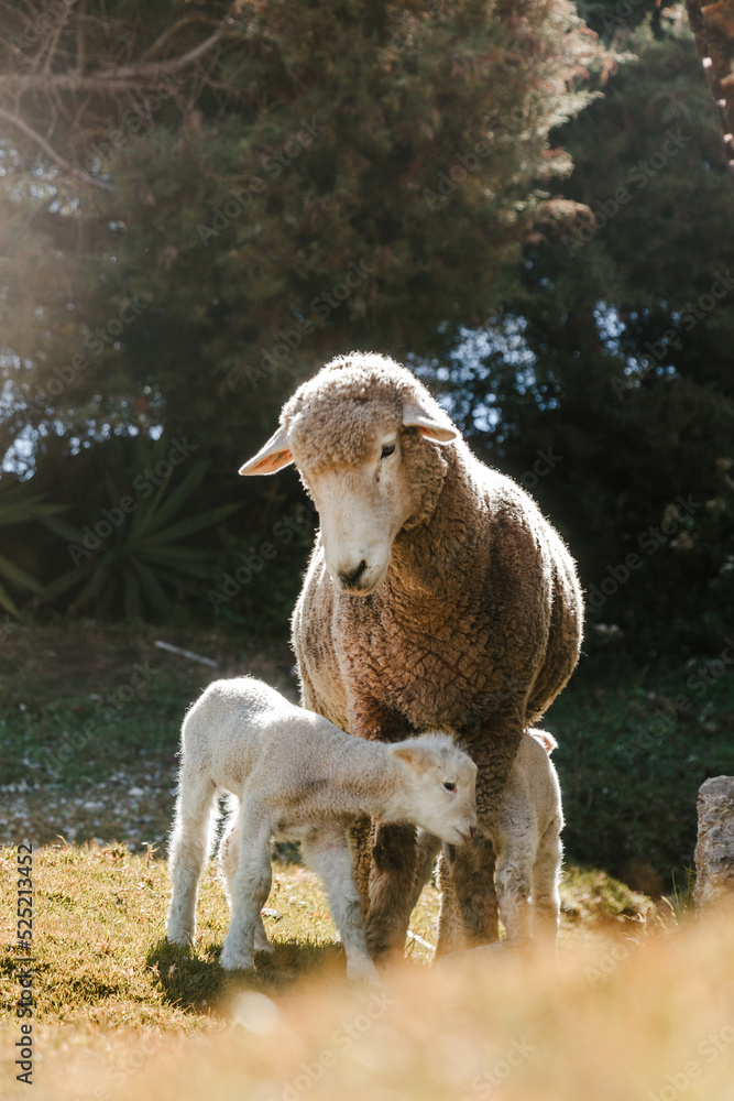 sheep with her newborn sheep showing mother's love in animals Stock ...