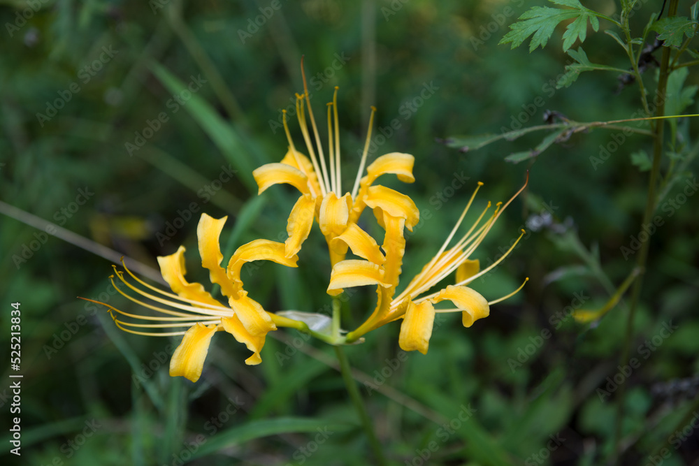 Yellow flower of Golden spider lily, Lycoris aurea Stock Photo | Adobe ...