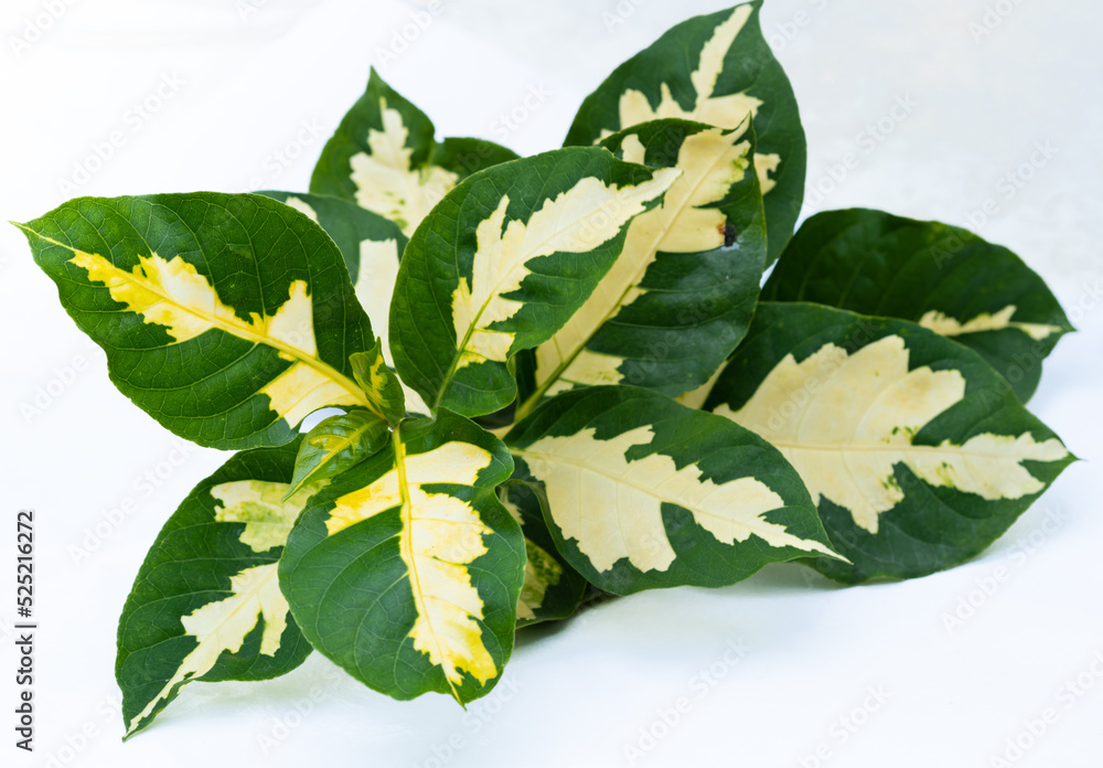 Graptophyllum pictum (L.) Griff. The silver leaf plant is native to ... Graptophyllum pictum (L.) Griff. The silver leaf plant is native to ...