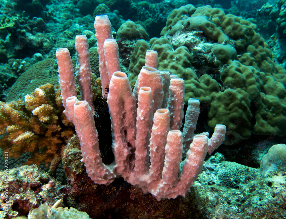 Kallypilidion sp also known as Tube sponges Boracay Island Philippines Stock Photo | Adobe Stock