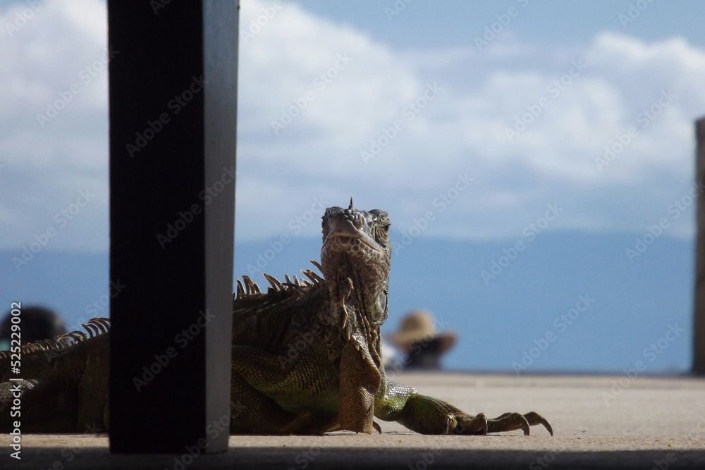 Portrait of Green Iguana (Iguana Iguana) looking at the camera with ...