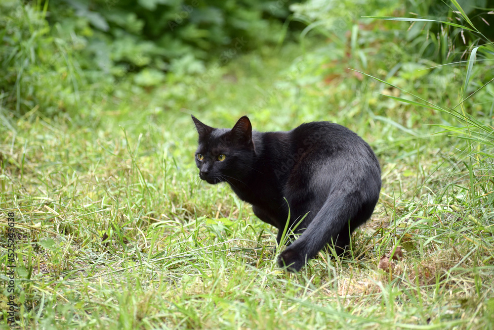 Black cat in the garden Stock Photo | Adobe Stock