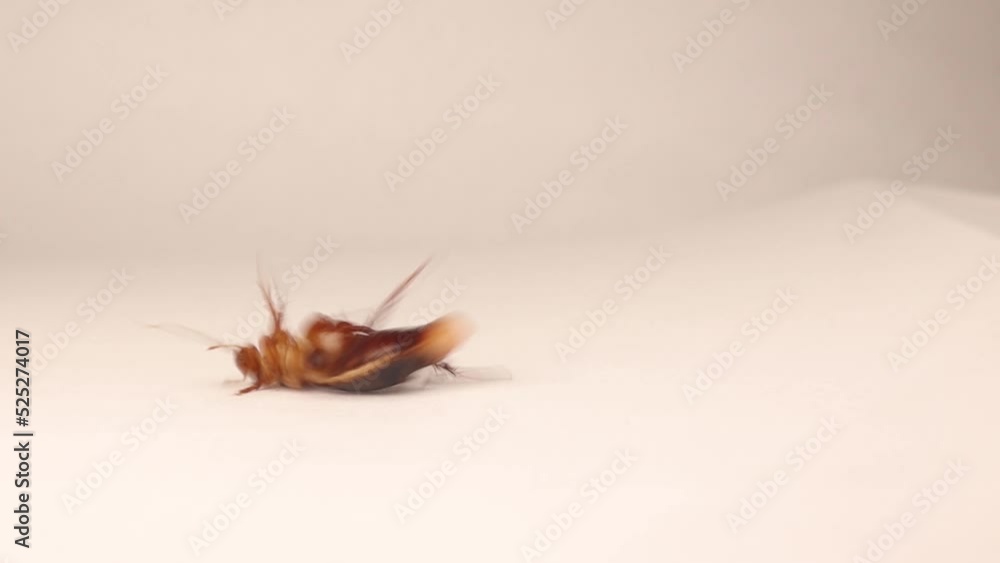 Cockroach in an inverted position adjusts itself gracefully. Female ...
