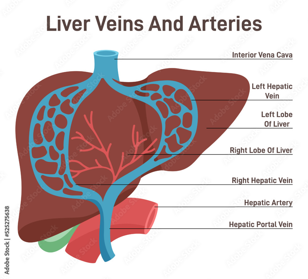 Poster Liver veins and arteries – Wall Art | UkPosters