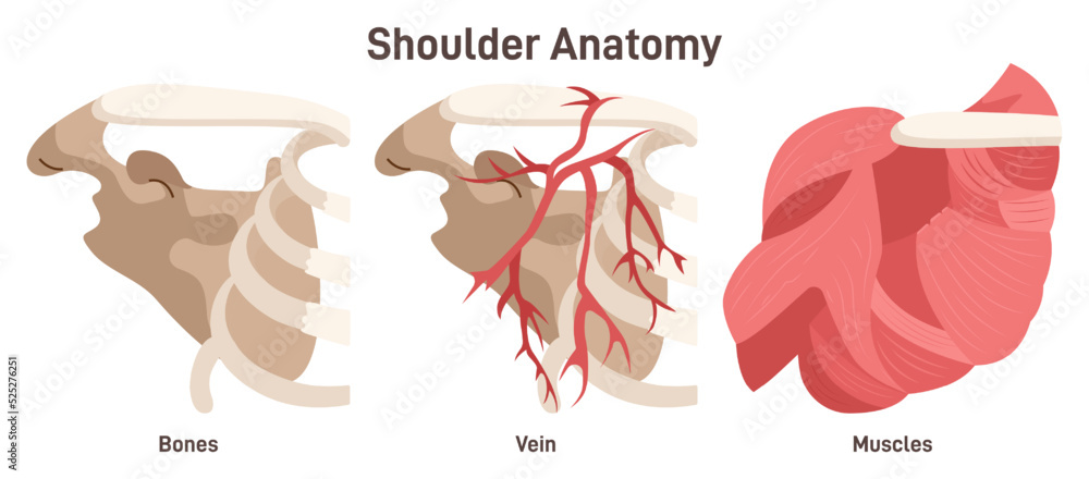 Vetor de Shoulder anatomy. Bones, muscles veins and arteries of the ...