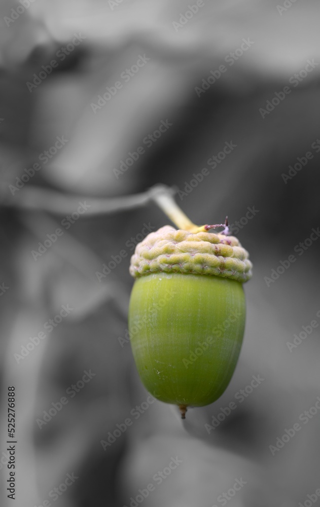 Acorn (technically glans) is a non-popping dry fruit, characteristic of ...