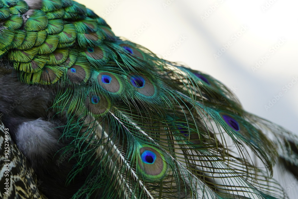 Detailed plumage from the male Indian Peafowl (Pavo cristatus ...