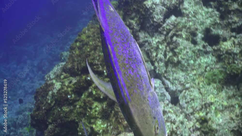 Shoal of snappers in wonderful seabed of the Andaman Sea Islands ...