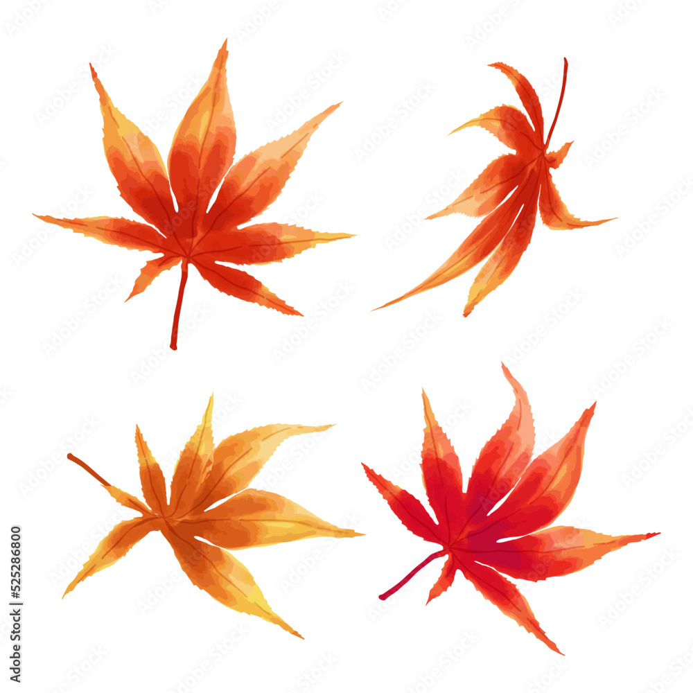 Japanese Maple Leaf Vector