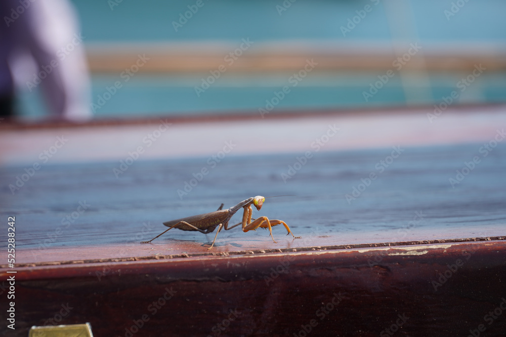 Mantis religiosa, popularly called the praying mantis, is an insect of ...