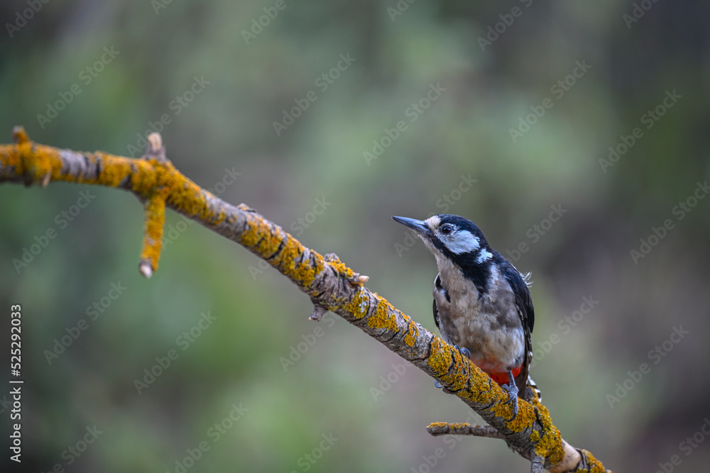 Dendrocopos major or great spotted woodpecker, is a piciform bird of ...