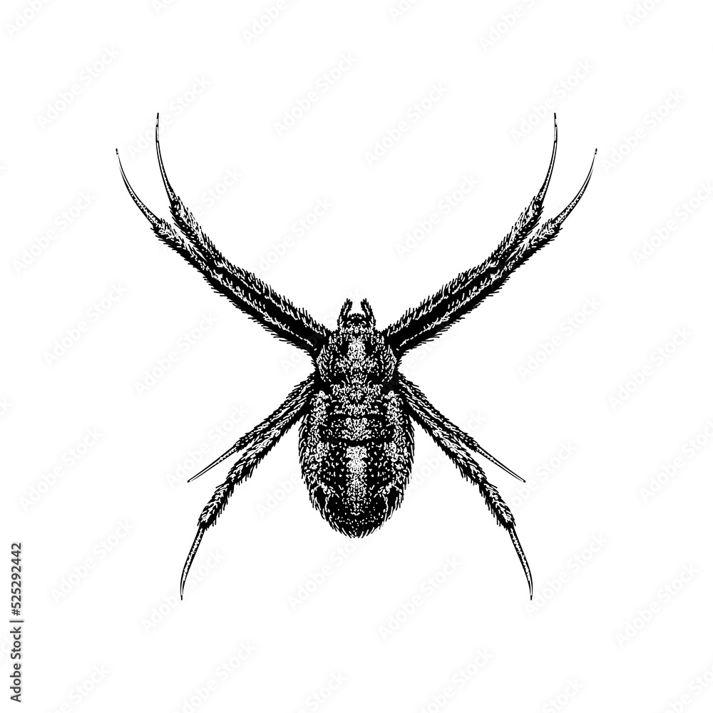 Orb Weaver hand drawing vector illustration isolated on background ...