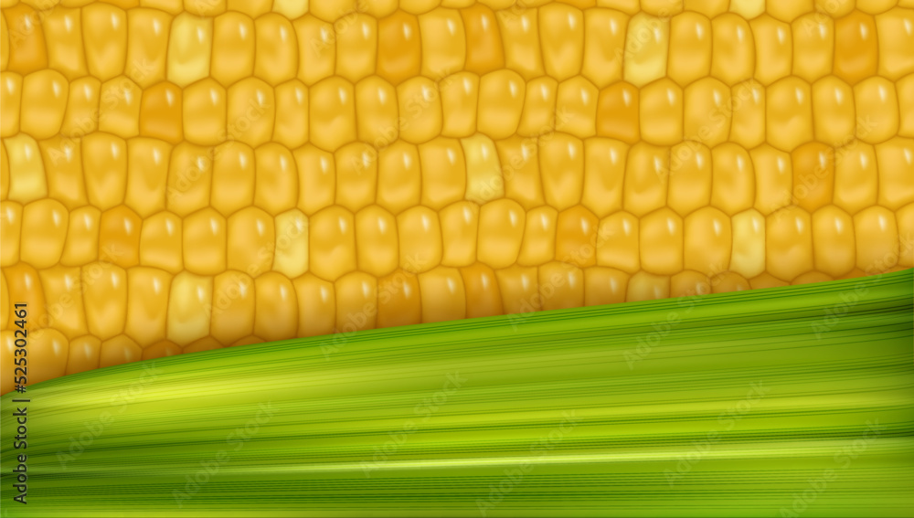 Yellow weet corn pattern with bottom green leaf background. Fresh maize ...