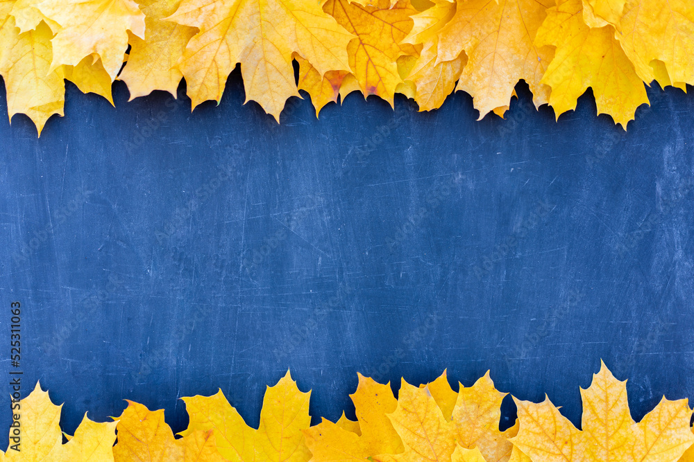 Autumn leaves frame on blue background top view Fall Border yellow and ...
