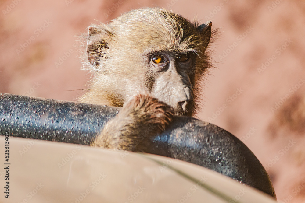 ein affe hält einen Ast in seiner hand. er guckt direkt in die kamera ...