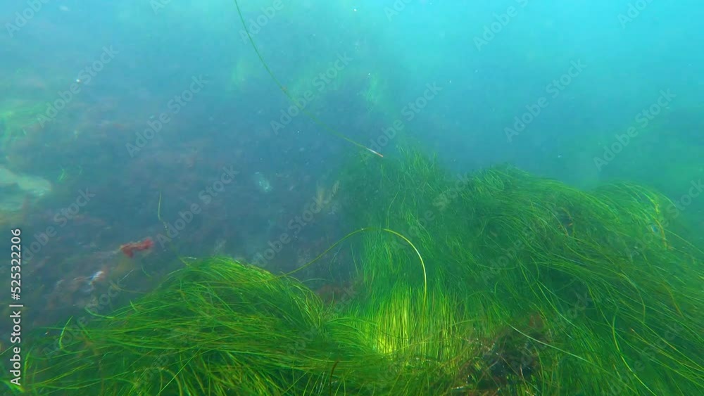 Underwater footage moving along the ocean floor we see the kelp in ...
