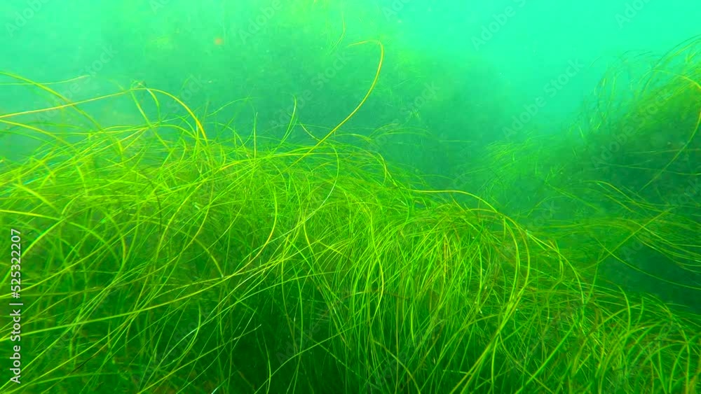 Underwater footage moving along the ocean floor we see the kelp in ...