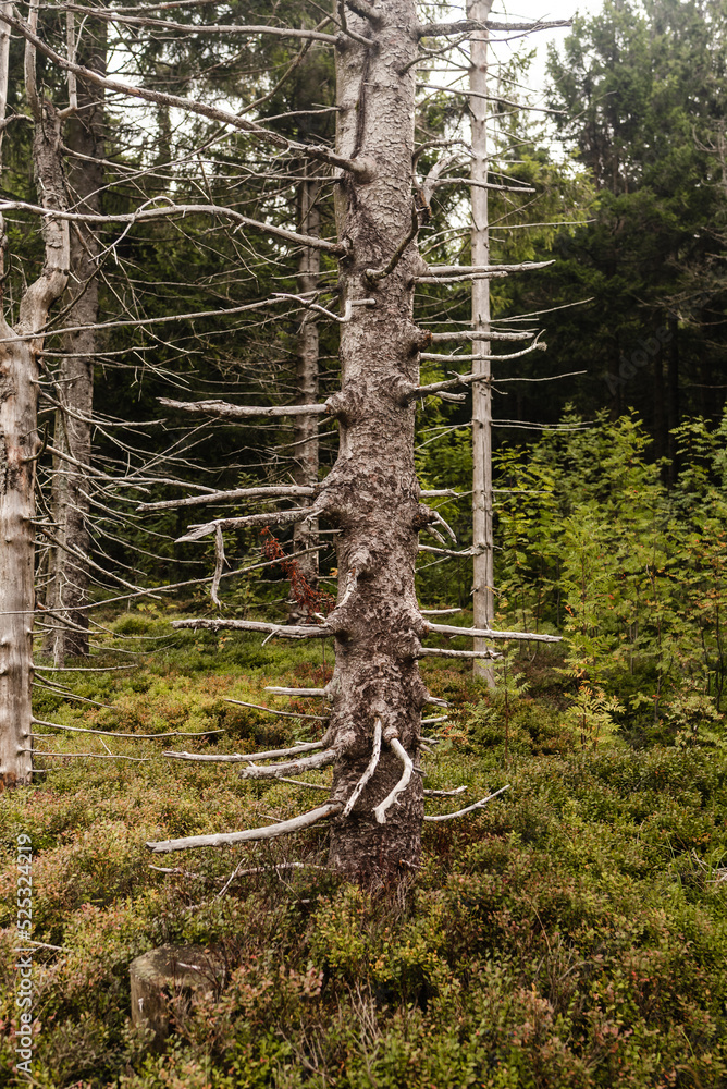 Totholz im Bayerischen Wald im Sommer Stock Photo | Adobe Stock