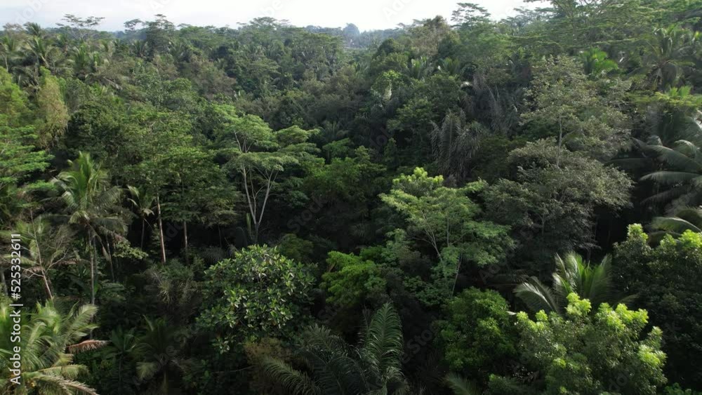 Video Stock Heavily overgrown tropical gorge, aerial camera flies over ...