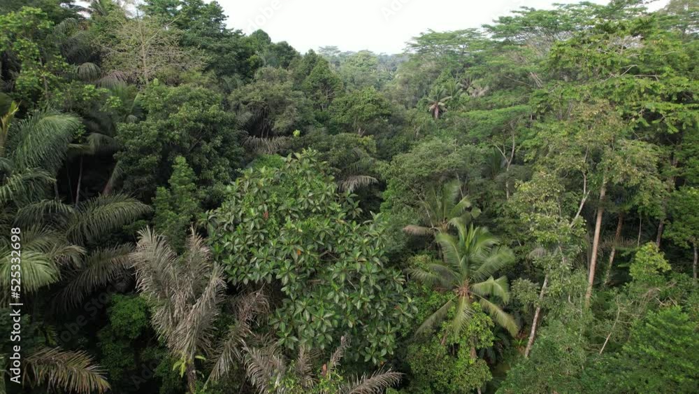 Lush tropical jungle grow at ravine, aerial camera fly in greenery ...