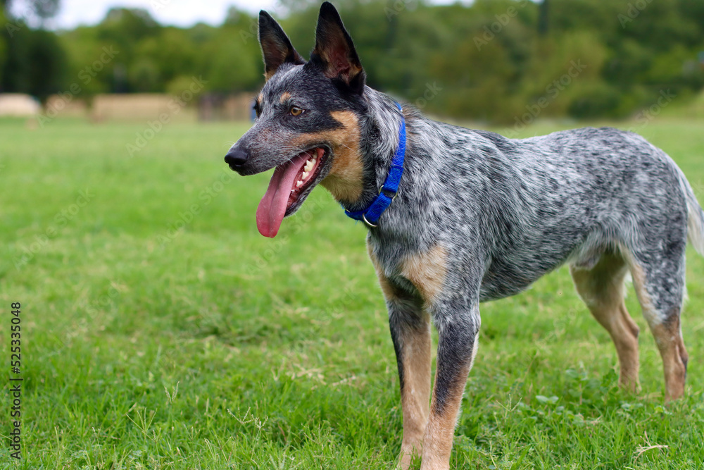 Cattle Dog, Blue Heeler, a Texas Cow Dog Stock Photo | Adobe Stock
