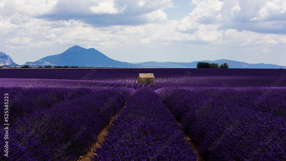 Valensole , France - Cabanon x Champ de Lavande Stock Photo | Adobe Stock