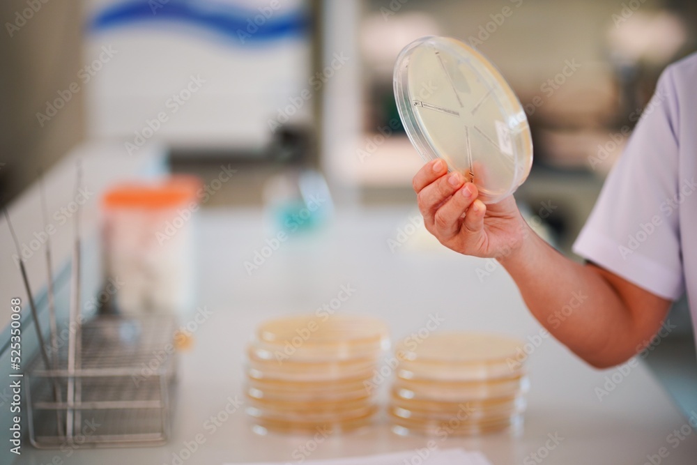 A lab technician in a white coat inspects an agar plate, indicating ...