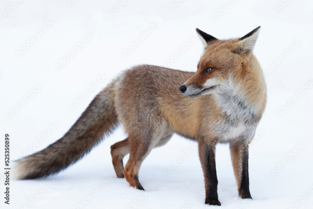 zorro, fox Stock Photo | Adobe Stock