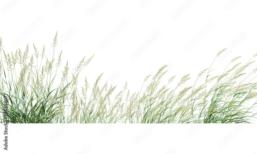 Grass on a transparent background Stock Illustration | Adobe Stock