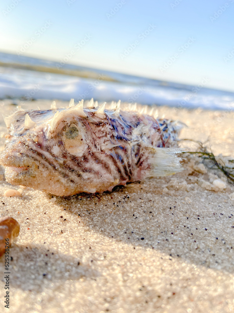 Spiny Box Puffer Fish Stock Photo | Adobe Stock