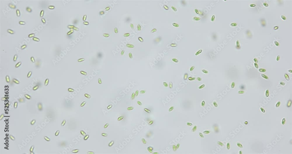 Unicellular algae Dunaliella salina under the microscope, Chlorophyta ...