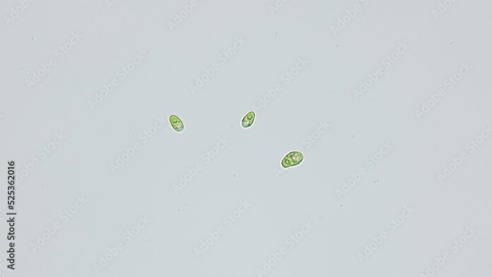 Unicellular algae Dunaliella salina under the microscope, Chlorophyta ...