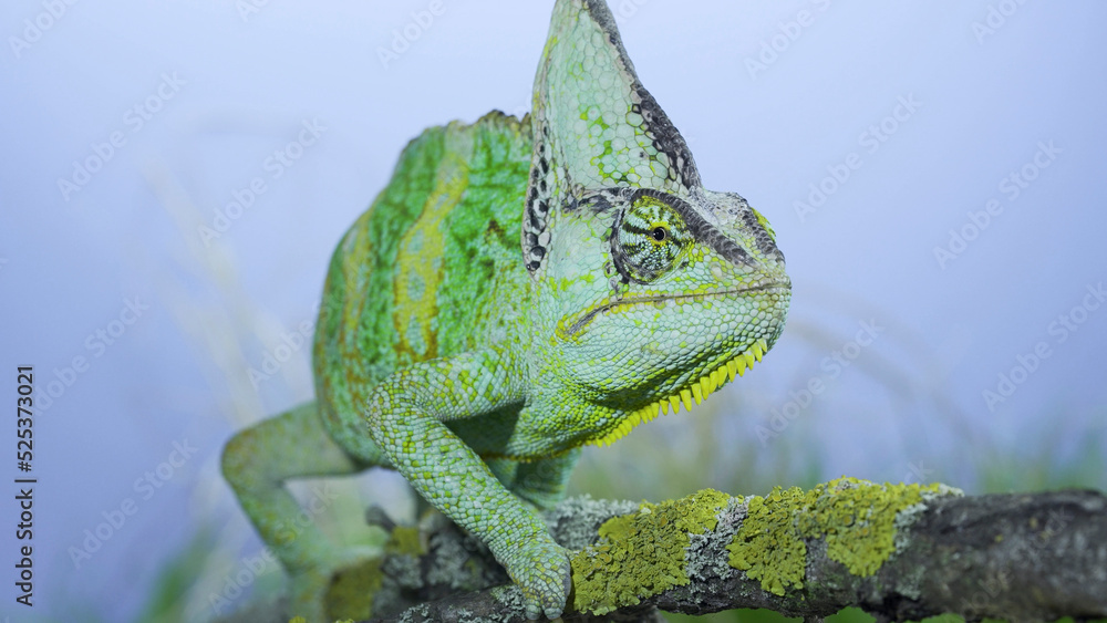 Adult green Veiled chameleon sits on a tree branch and looks around, on ...