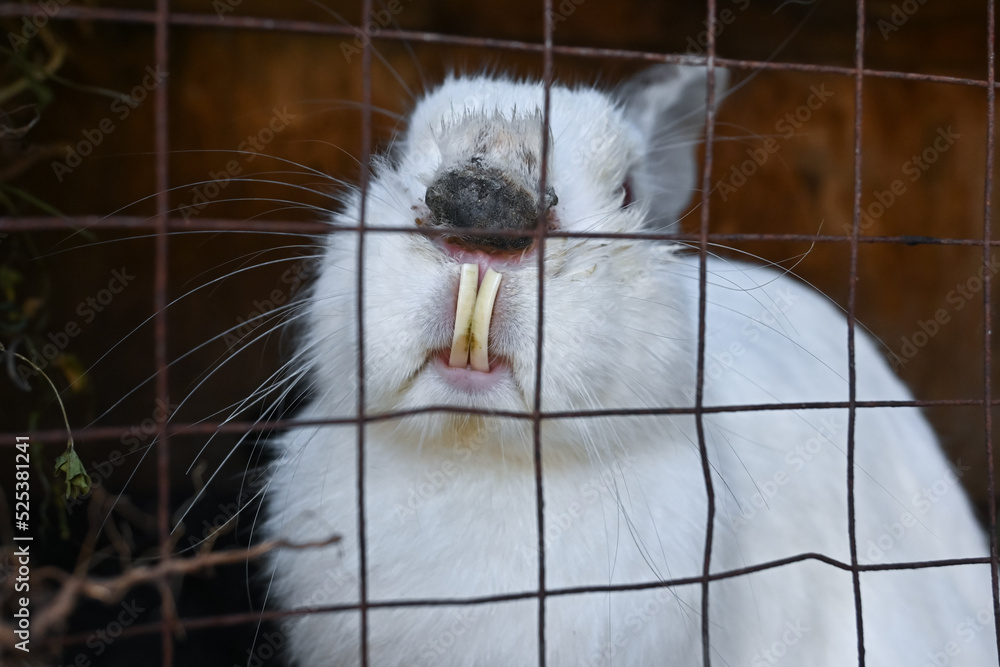 Sick rabbit with overgrown teeth. rabbit after an illness. malocclusion ...