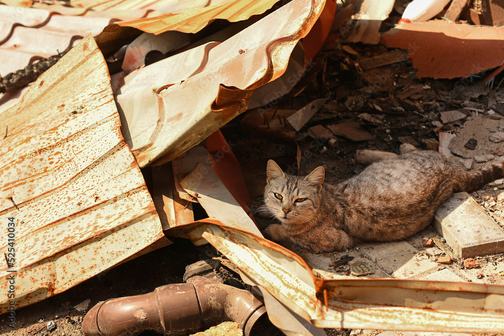 Animals of war 2022. A homeless cat hides in a destroyed in house after ...