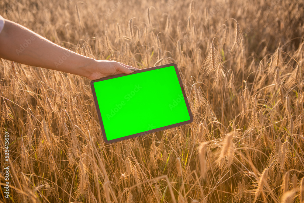 Green screen tablet on the wheat field background. Chroma key. Harvest ...