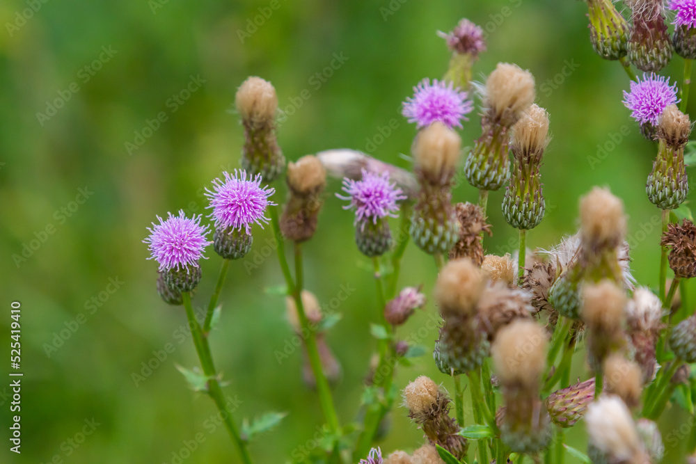 Flowering creeping thistle Cirsium arvense, also Canada thistle or ...