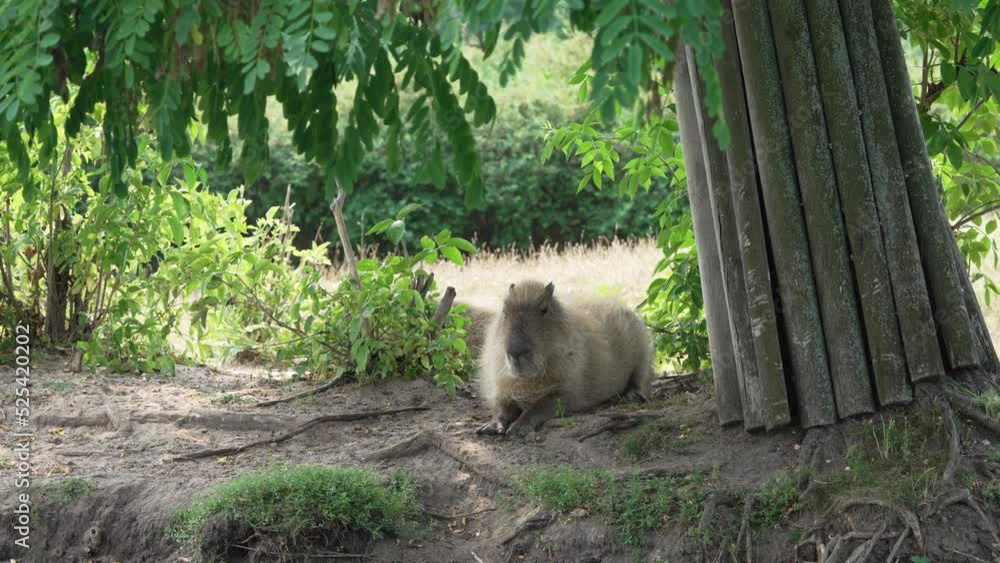Capybara sleeping under tree in hot summer day. Cute capybara, napping ...