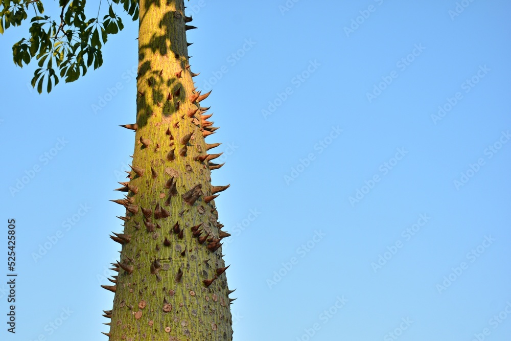 Detalle del tronco del árbol Ceiba Speciosa o Chorisia Speciosa ...