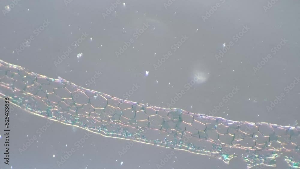 Marchantia moss frond in section filmed in static under microscope 100x ...