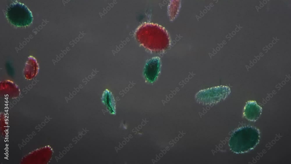 Whole mount pollen germination under 400x microscope magnification ...