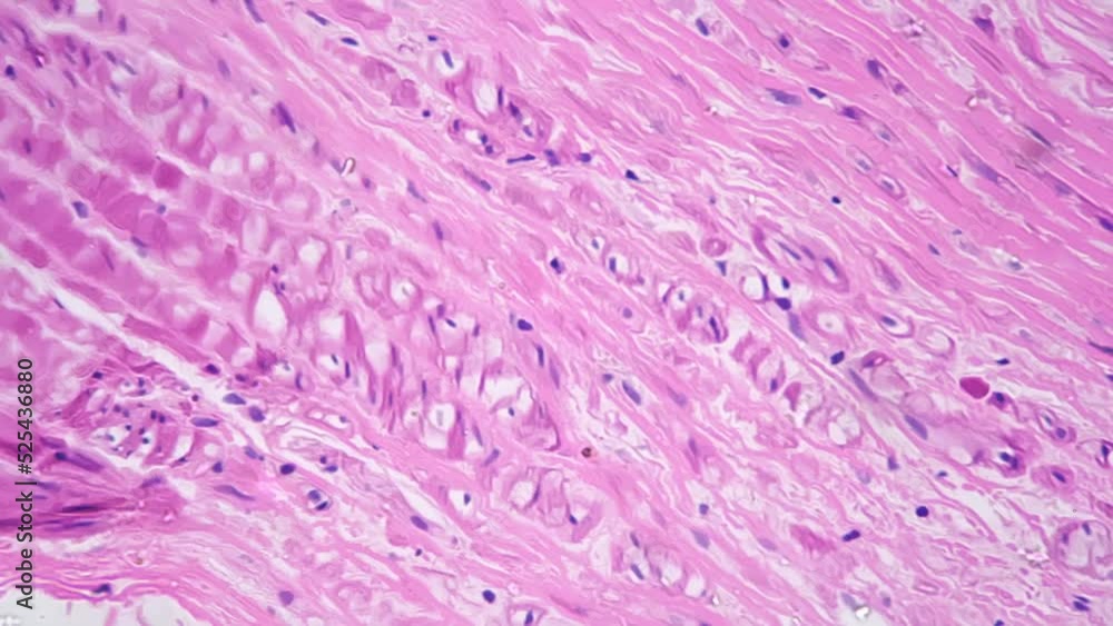 Simple squamous epithelium sec. filmed under microscope with 400 times ...