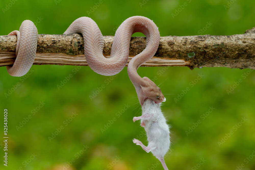 Mangrove pit viper (Trimeresurus purpureomaculatus).Viper eating white ...