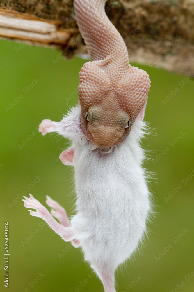 Mangrove pit viper (Trimeresurus purpureomaculatus).Viper eating white ...