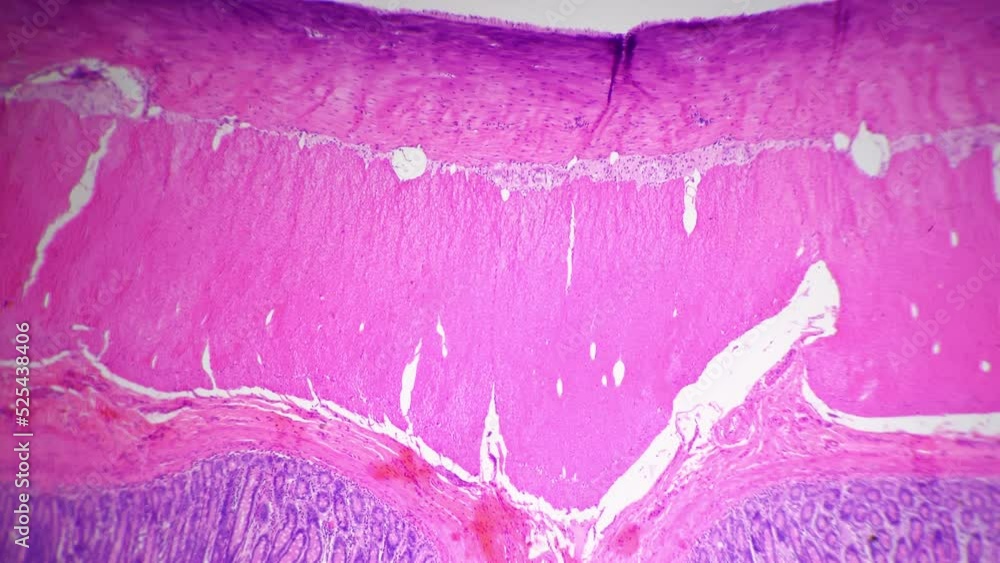 Smooth muscle isolated whole mount magnified by lab microscope in 40 ...