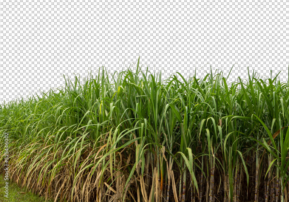sugar cane on transparent picture background with clipping path Stock ...