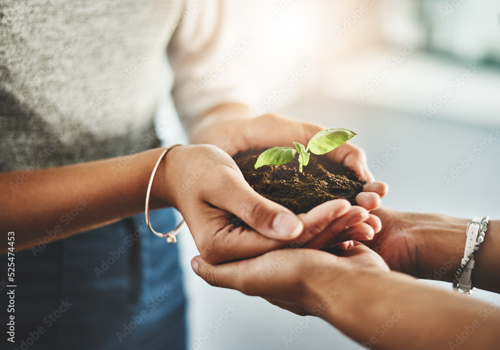 Closeup of hands holding organic plant, reducing carbon footprint with ...