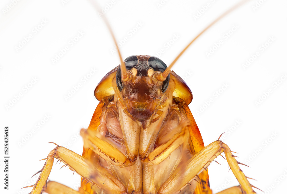 action image of Cockroaches, Cockroaches isolated on white background ...